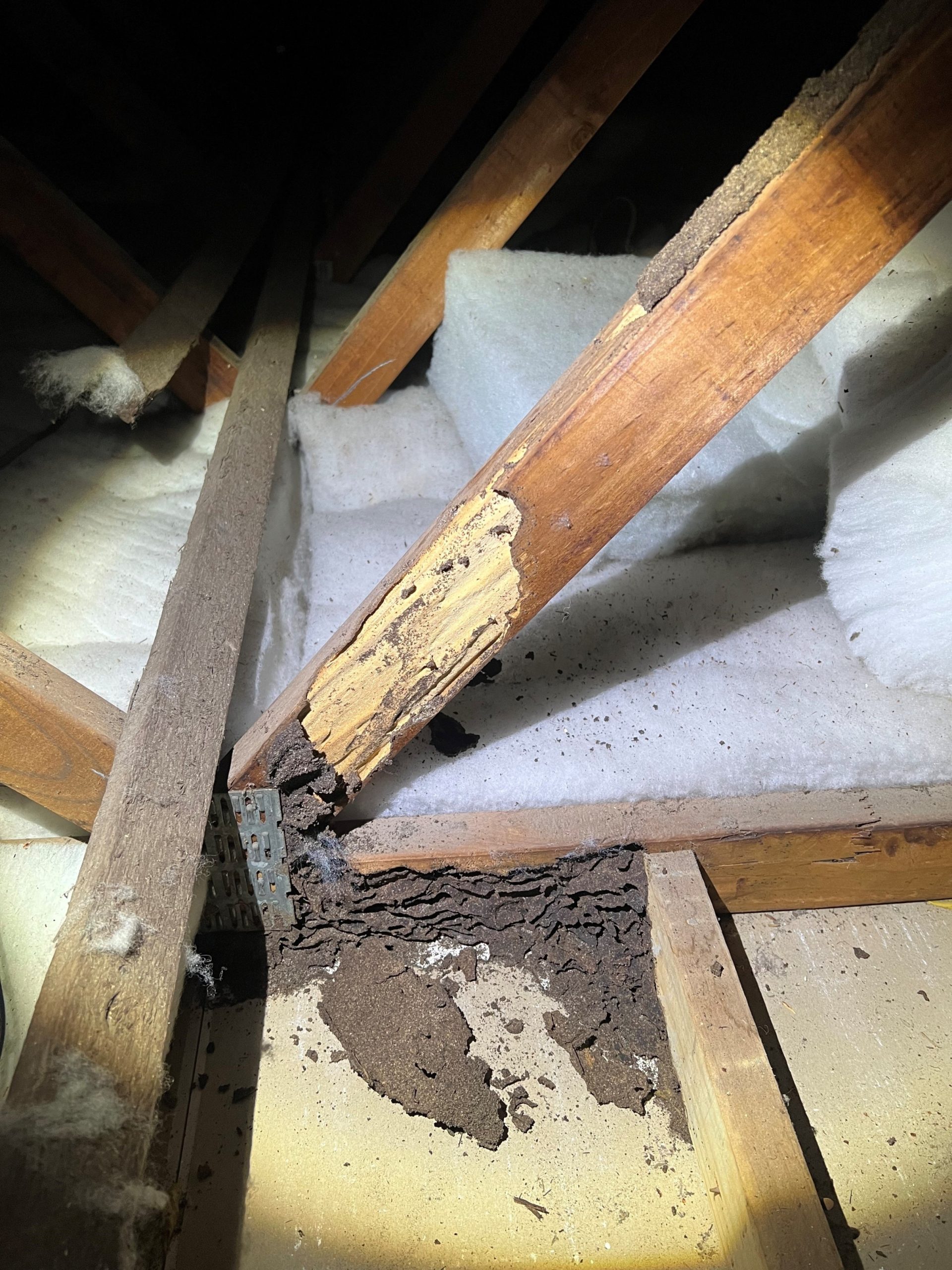 Termite damage found, what to do next?