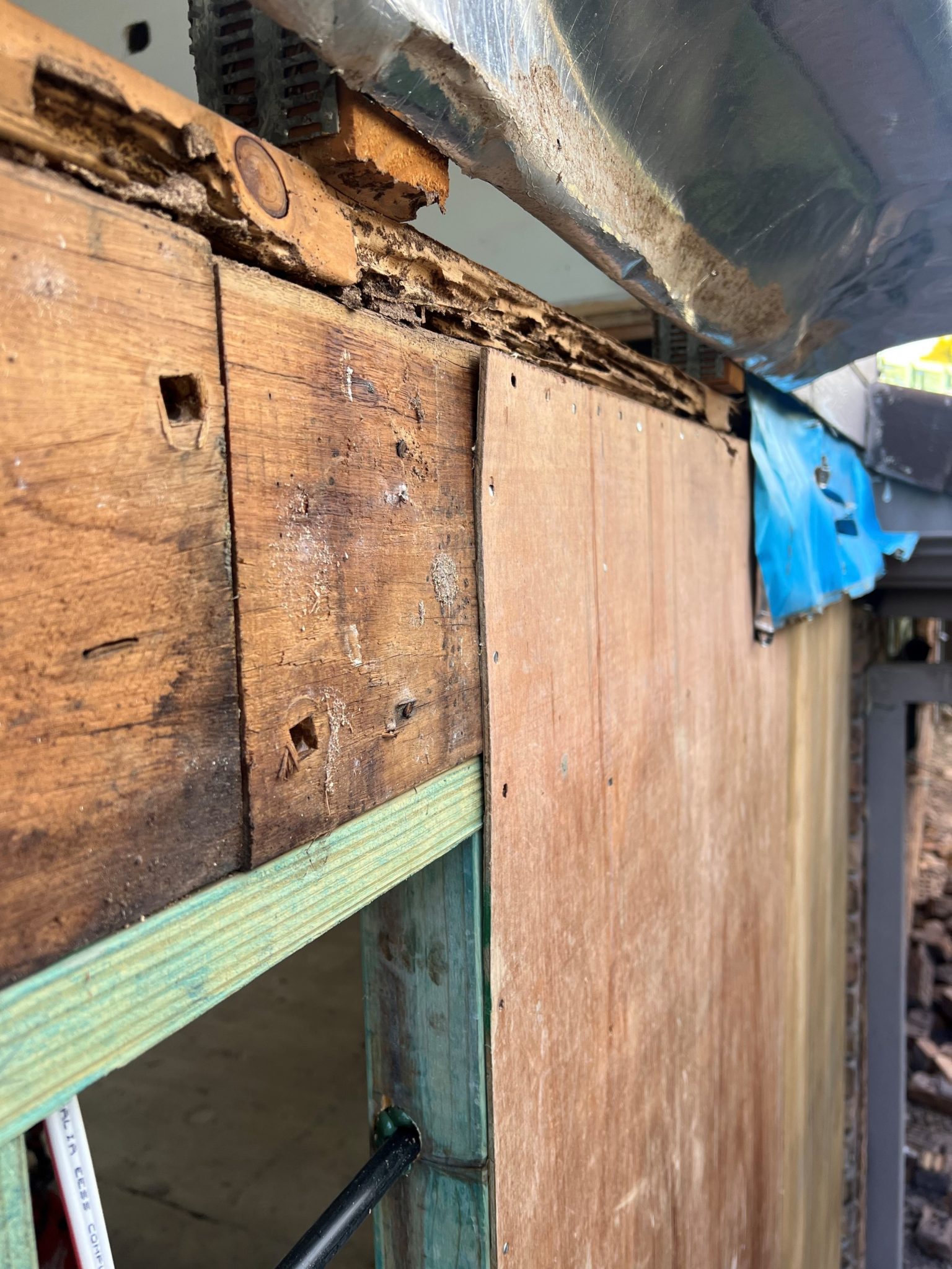 Termite damage found, what to do next?